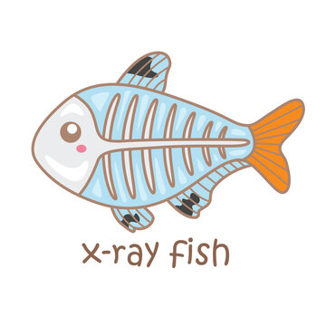 Xray Fish Clipart