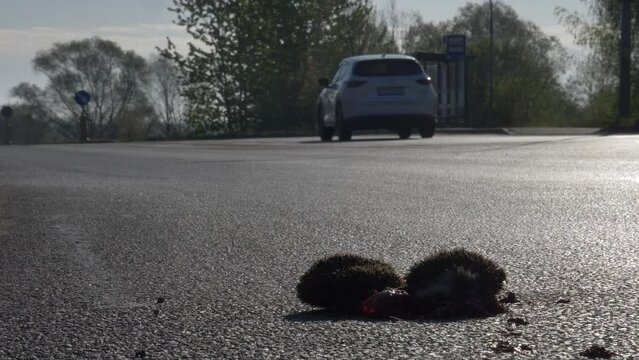 "Road Kill"-Bilder: Stock-Fotos & -Videos. | Adobe Stock