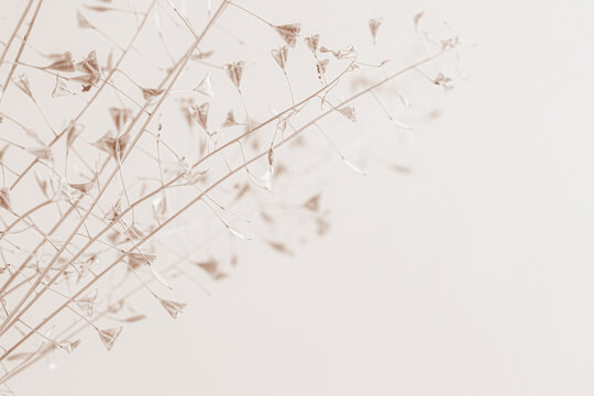 Tanaly photos, images, assets | Adobe Stock