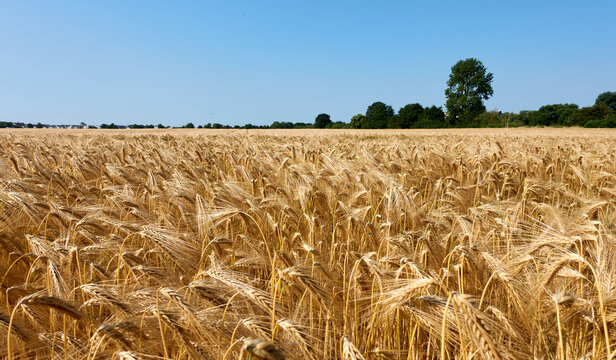 Gerstenfeld Images – Browse 3,838 Stock Photos, Vectors, and Video ...