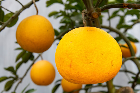 "Bitter Orange" Images – Browse 12,882 Stock Photos, Vectors, and Video ...