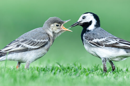 Wiesenbewohner Images – Browse 60 Stock Photos, Vectors, and Video ...