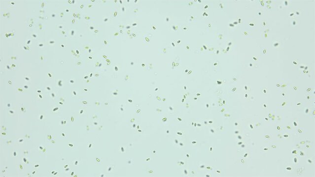 Phylum Chlorophyta Under Microscope
