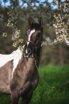 Quarab Images – Browse 8 Stock Photos, Vectors, and Video | Adobe Stock