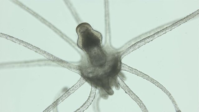 Tubularia Images – Browse 137 Stock Photos, Vectors, and Video | Adobe ...