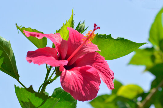 Shoe-Flower Images – Browse 19 Stock Photos, Vectors, and Video | Adobe ...