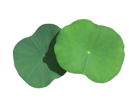 Tonpong photos, images, assets | Adobe Stock