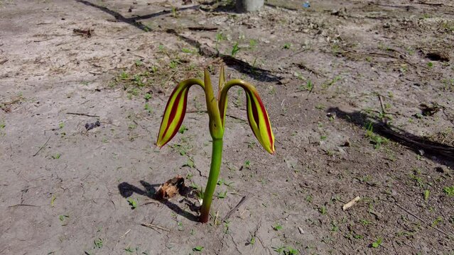 "Trumpet Lily" Images – Browse 171 Stock Photos, Vectors, and Video ...