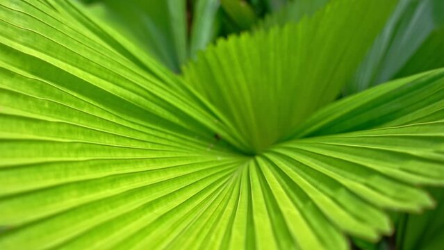 "Fan Leaf" Images – Browse 209 Stock Photos, Vectors, and Video | Adobe ...