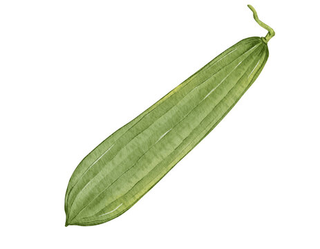 "Angled Luffa" Images – Browse 937 Stock Photos, Vectors, and Video ...