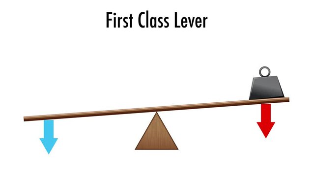 First Class Lever Seesaw
