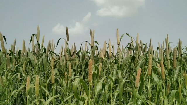 Bajara Images – Browse 205 Stock Photos, Vectors, and Video | Adobe Stock