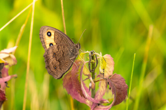 "Wood Nymph" Images – Browse 5,353 Stock Photos, Vectors, and Video ...