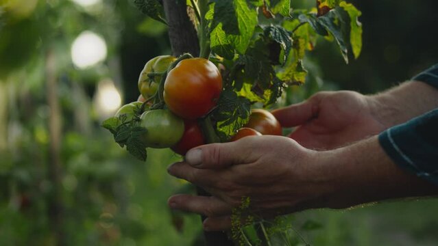 "Farm Hands" Images – Browse 392 Stock Photos, Vectors, and Video ...
