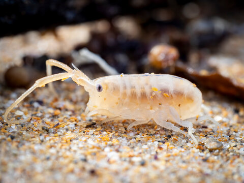 Sandhopper Animal Blenny – Sandhopper Live Gem Factory Ltd.