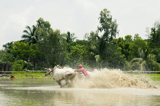 Kambala Images – Browse 57 Stock Photos, Vectors, and Video | Adobe Stock