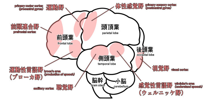 人体部位 Images – Browse 732 Stock Photos, Vectors, and Video | Adobe Stock