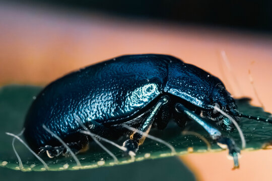 รูปภาพColeopterous – เลือกดูภาพถ่ายสต็อก เวกเตอร์ และวิดีโอ428 | Adobe ...