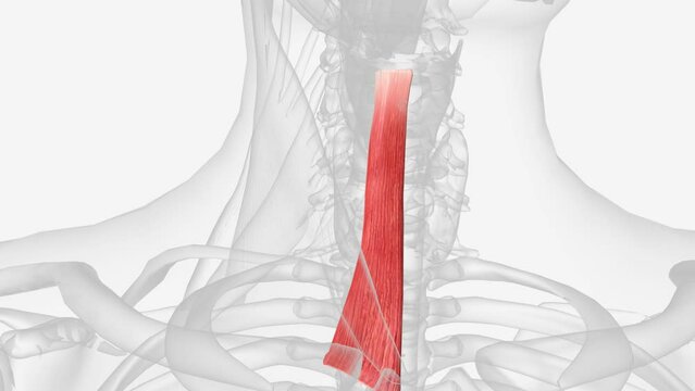 Sternohyoid Muscle Diagram