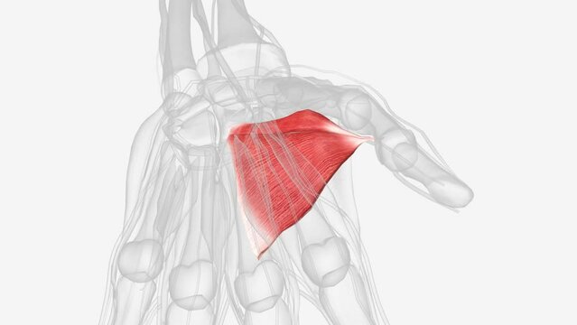 "Internal Oblique" - Images et vidéos libres de droits | Adobe Stock