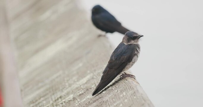 "Purple Martin" Images – Browse 572 Stock Photos, Vectors, and Video ...
