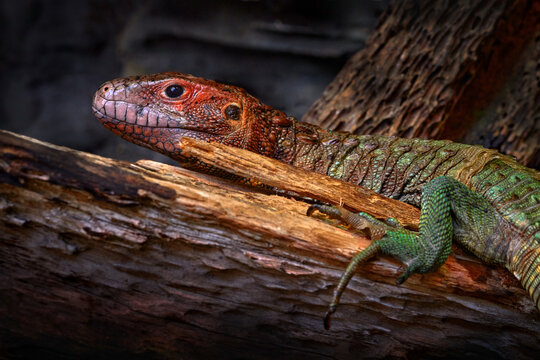 Caiman Lizard Enclosure