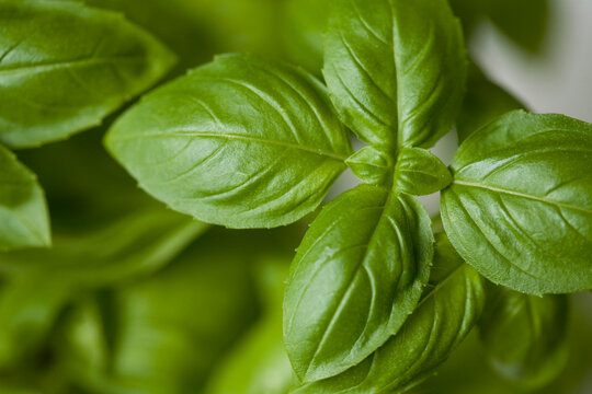 "Basil Leaves" Images – Browse 23,243 Stock Photos, Vectors, and Video ...