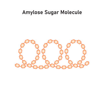 Amylose Molecule