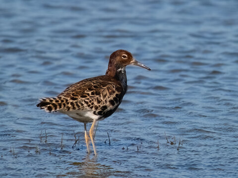 Brushane bilder – Bläddra bland 5,470 stockfoton, vektorer och videor ...
