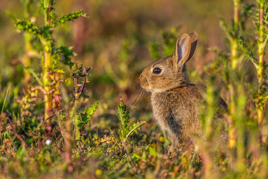 "Oryctolagus Cuniculus" Images – Browse 8,082 Stock Photos, Vectors ...