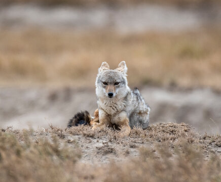Side Striped Jackal Paw Prints