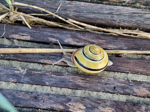 "Snail Mail Images – Parcourir 6,275 le catalogue de photos, vecteurs ...