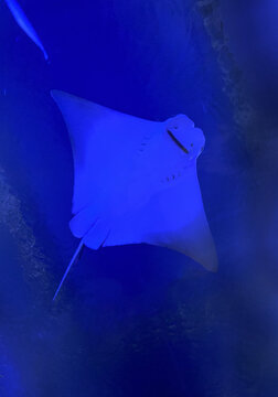 Teufelsrochen Bilder – Durchsuchen 1,110 Archivfotos, Vektorgrafiken ...