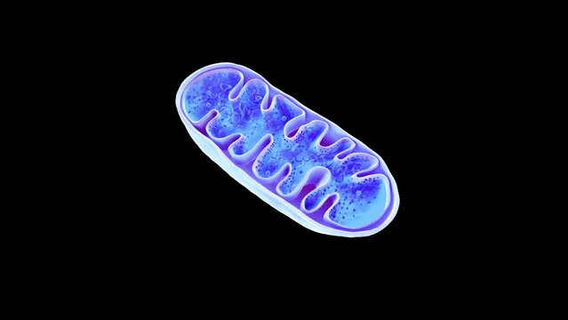 "Mitochondrial Dna" Images – Browse 85 Stock Photos, Vectors, and Video ...
