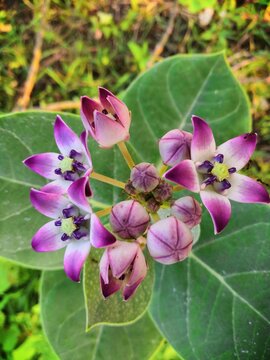 Aakada Images – Browse 6 Stock Photos, Vectors, and Video | Adobe Stock