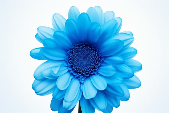 Jabra Flower Plant In Sri Lanka | Best Flower Site