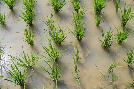 รูปภาพMuda – เลือกดูภาพถ่ายสต็อก เวกเตอร์ และวิดีโอ3,351 | Adobe Stock