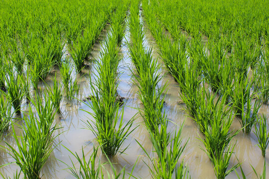 รูปภาพMuda – เลือกดูภาพถ่ายสต็อก เวกเตอร์ และวิดีโอ3,351 | Adobe Stock