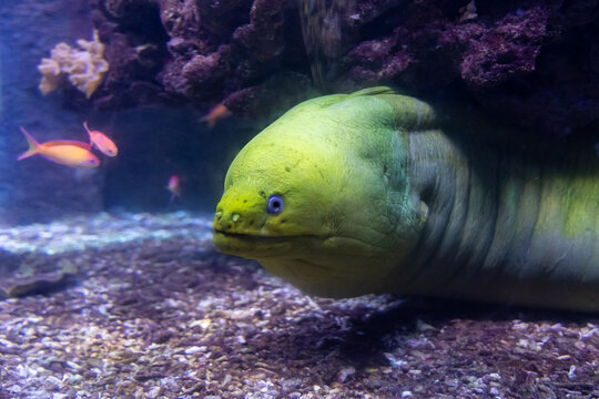 Muraine Images – Browse 19 Stock Photos, Vectors, and Video | Adobe Stock