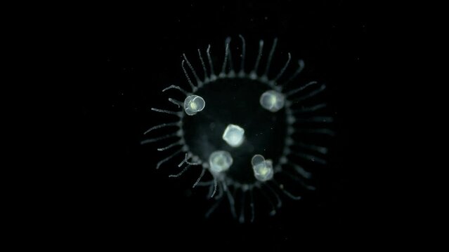Obelia Medusa Under Microscope