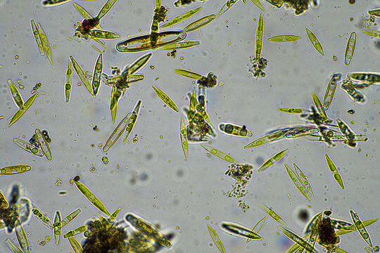 Golden Algae Diagram