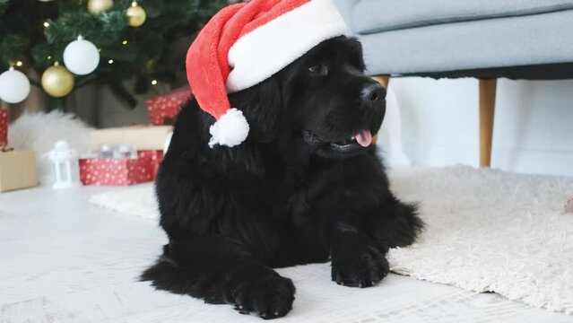 Newfoundland Christmas Images – Browse 506 Stock Photos, Vectors, and ...