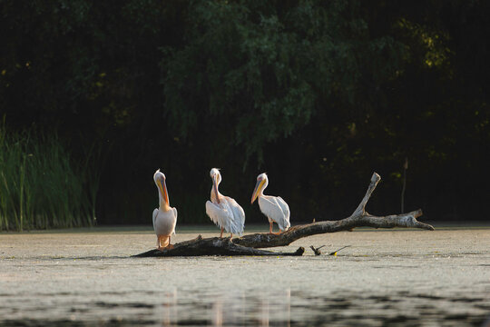 รูปภาพLogaritm – เลือกดูภาพถ่ายสต็อก เวกเตอร์ และวิดีโอ47,932 | Adobe Stock