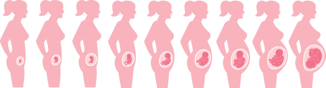 Pregnancy Animation Images – Browse 580 Stock Photos, Vectors, and ...