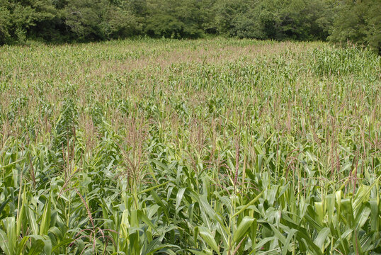 "Genetically Modified Corn" Images – Browse 957 Stock Photos, Vectors ...