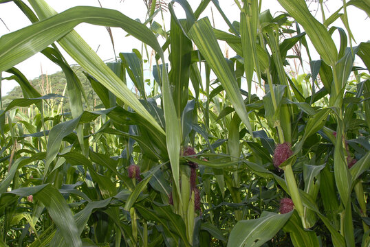 "Genetically Modified Corn" Images – Browse 957 Stock Photos, Vectors ...