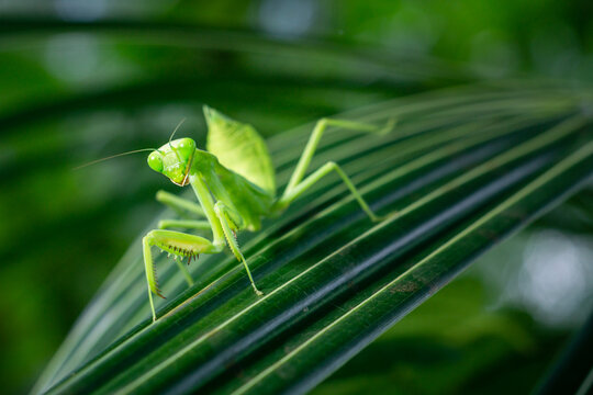 Mentis Images – Browse 32 Stock Photos, Vectors, and Video | Adobe Stock