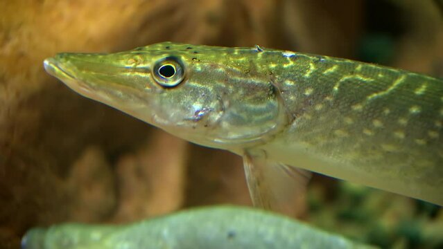 รูปภาพMuskellunge – เลือกดูภาพถ่ายสต็อก เวกเตอร์ และวิดีโอ523 | Adobe Stock