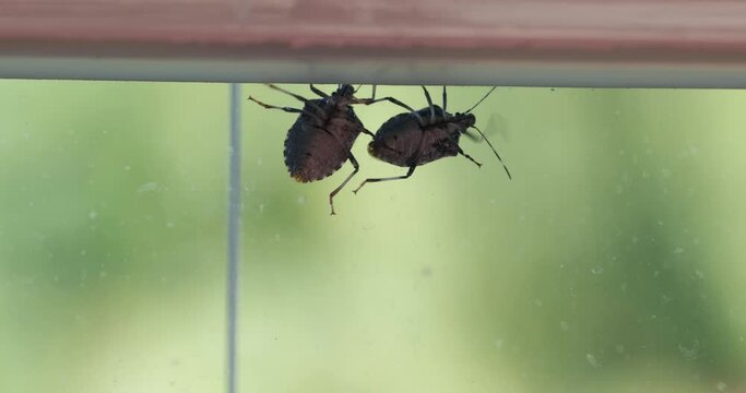 "Stink Bugs" Images – Browse 10,567 Stock Photos, Vectors, and Video | Adobe Stock