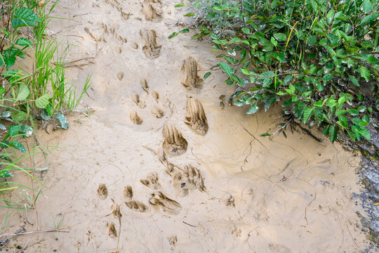 Wolf Tracks In Mud